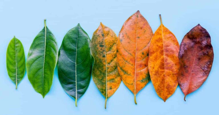 The Science Behind Why Do Leaves Change Color - livelifeinlenses.com